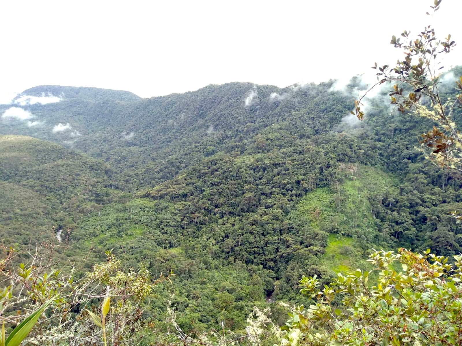 Peru – Novel Coffee Roasters