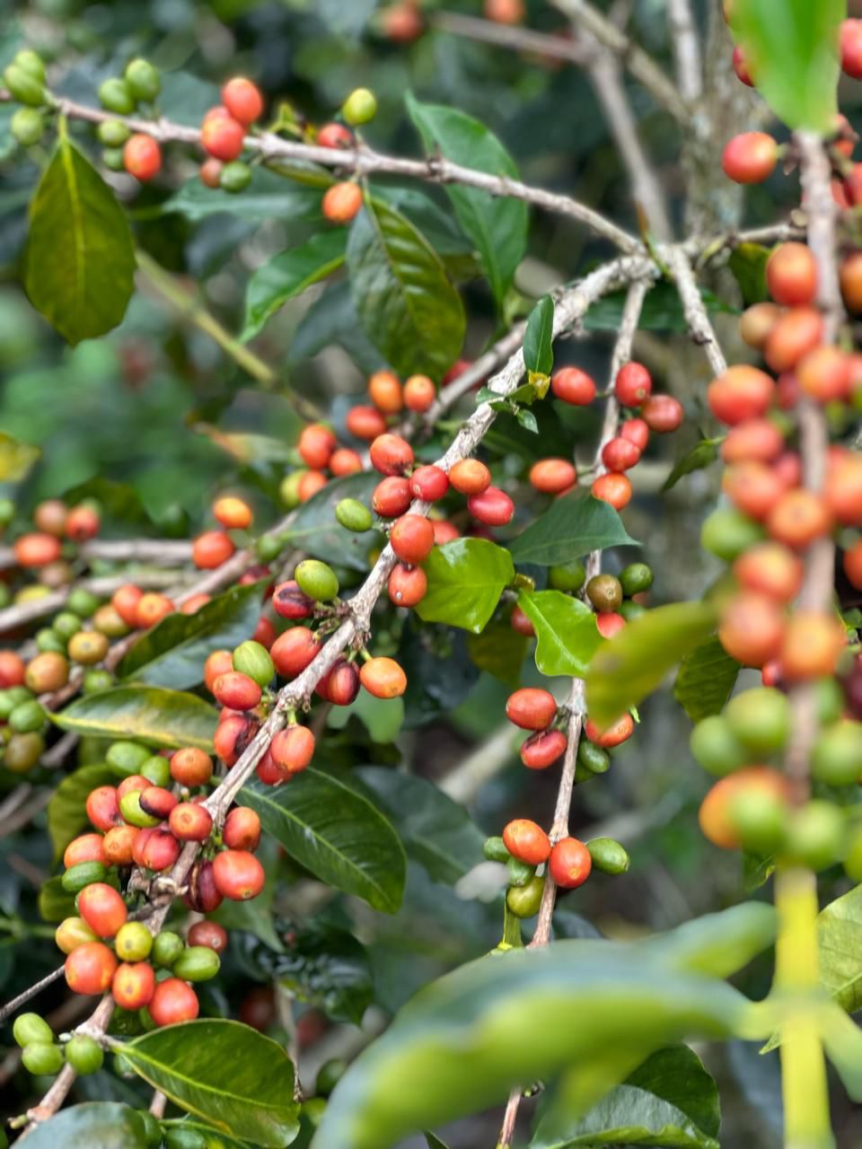 Brazil – Novel Coffee Roasters