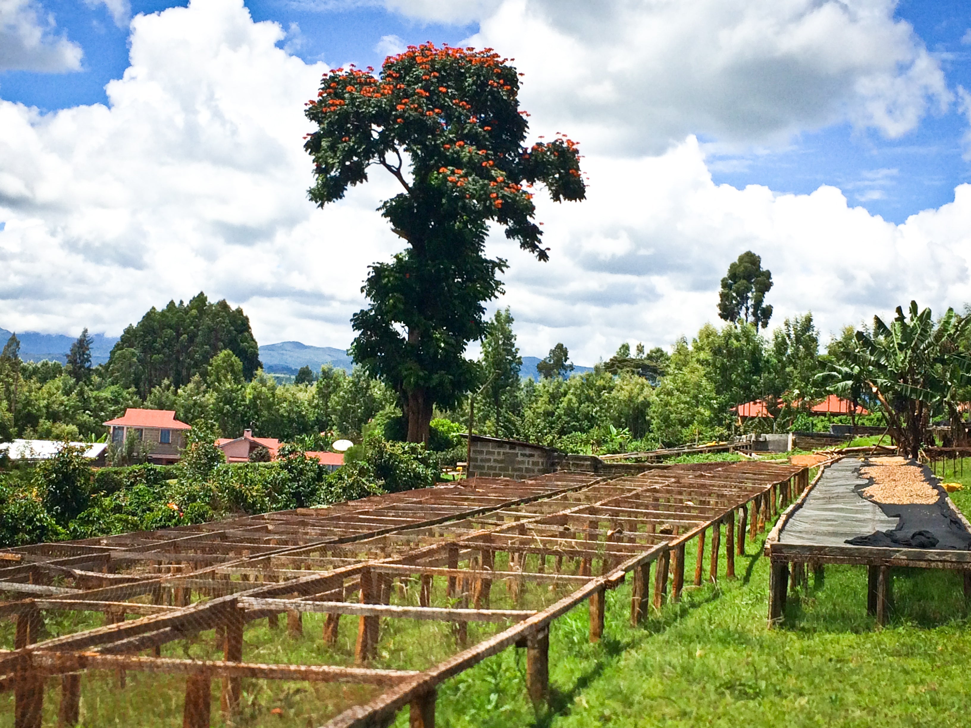 Kenya Coffee – Novel Coffee Roasters