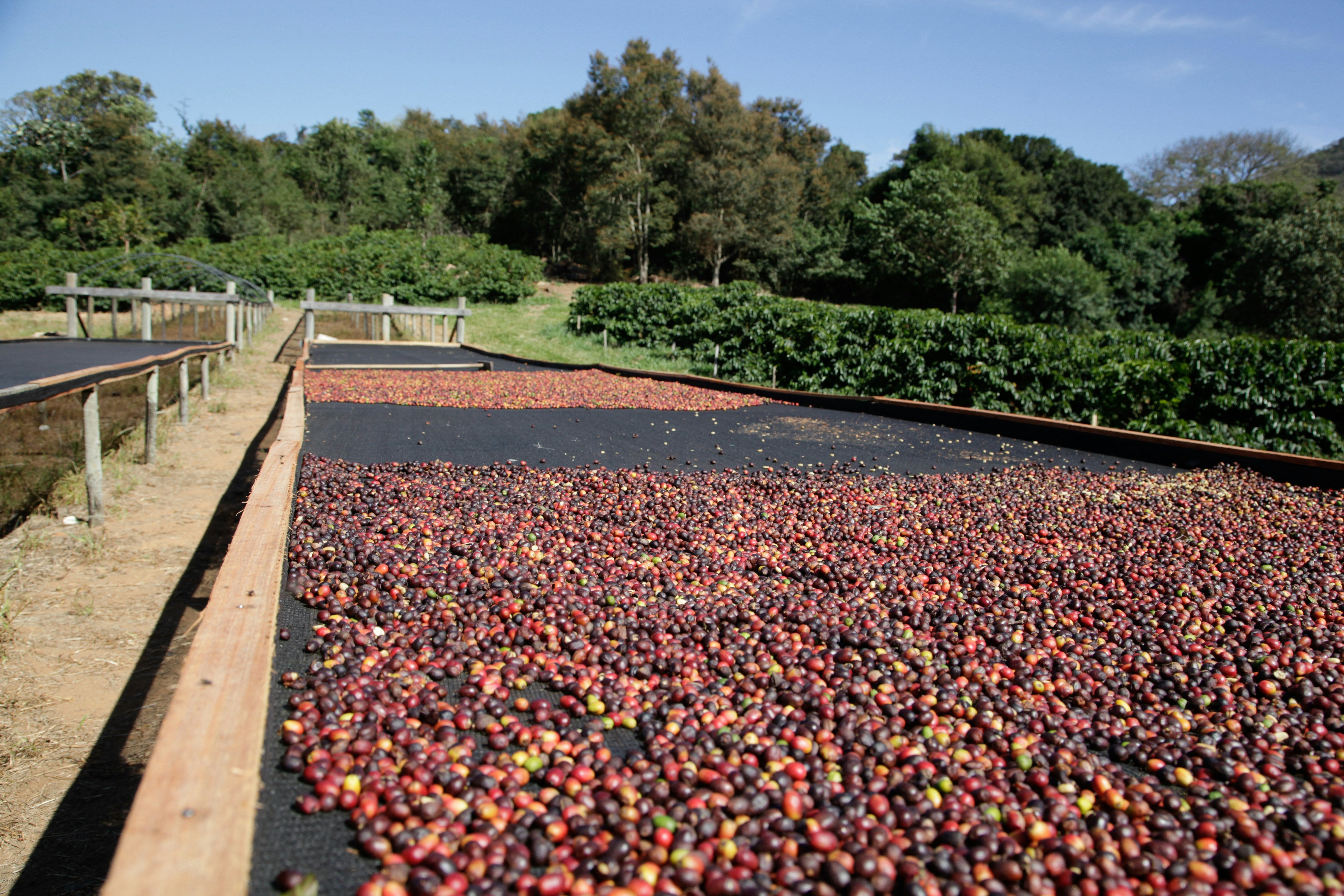 Washed Process – Novel Coffee Roasters