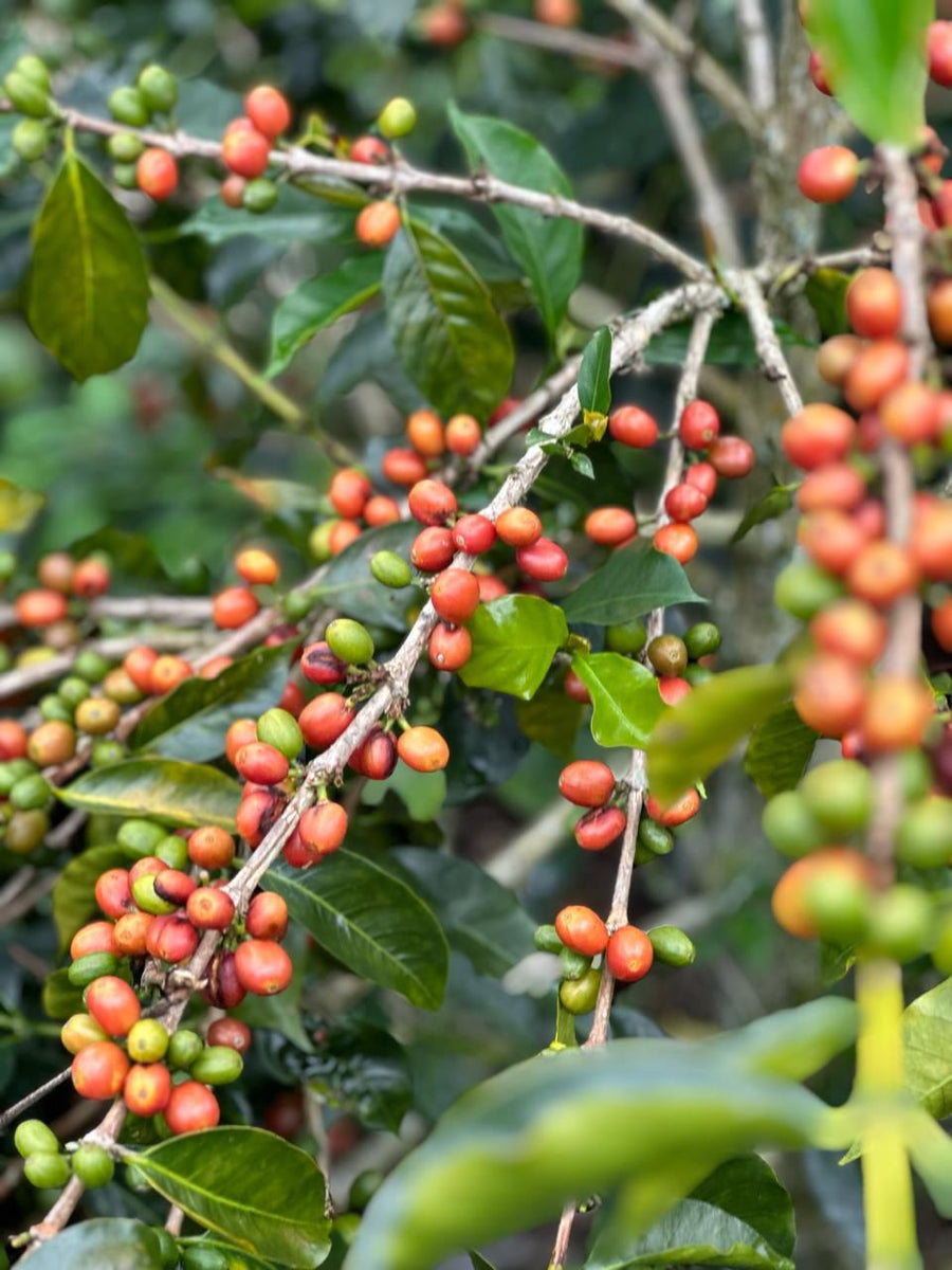Novel Coffee Roasters
