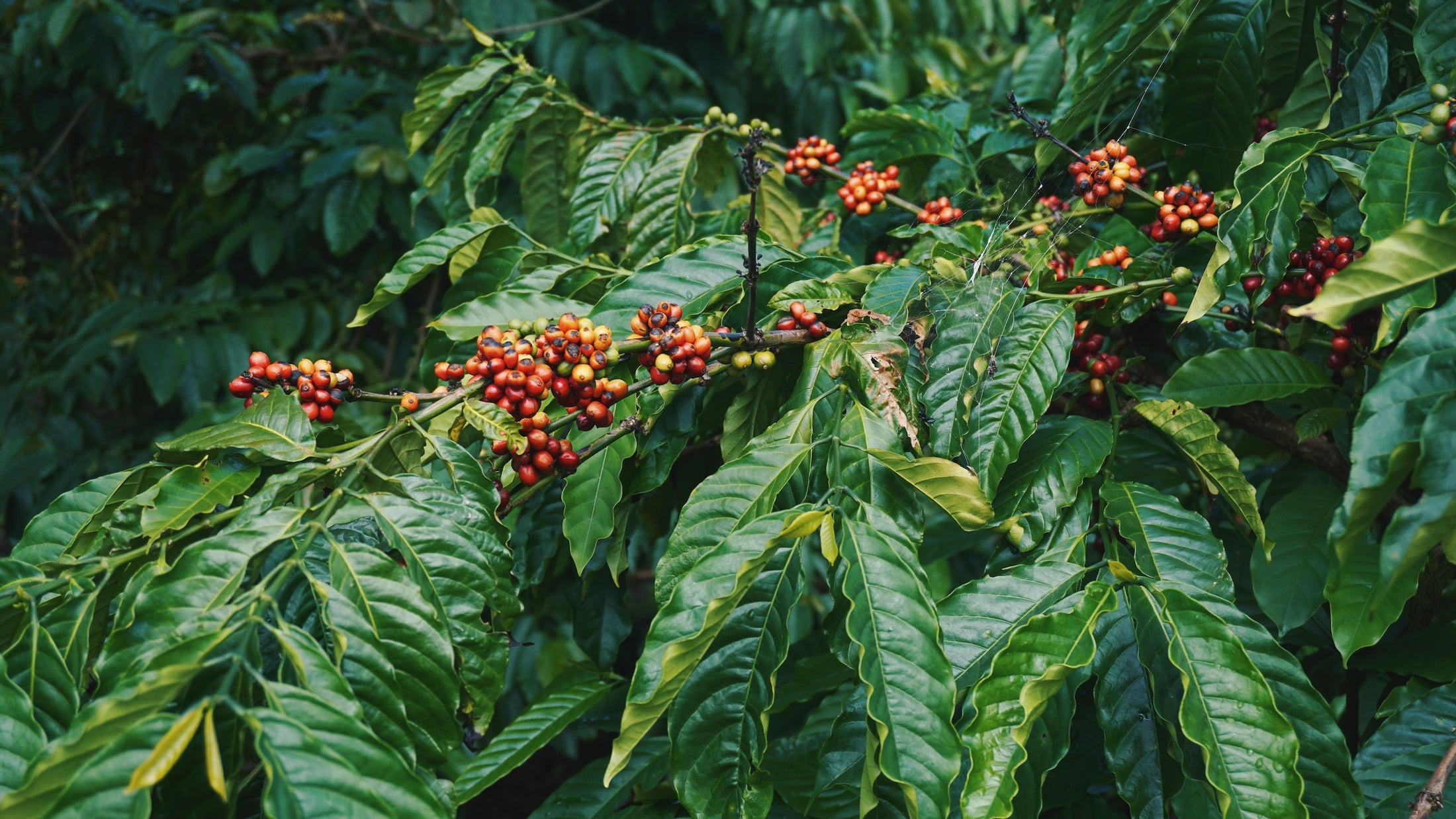 Novel Coffee Roasters